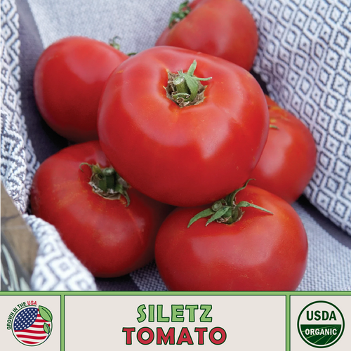Siletz Tomato | Sola Seed Company