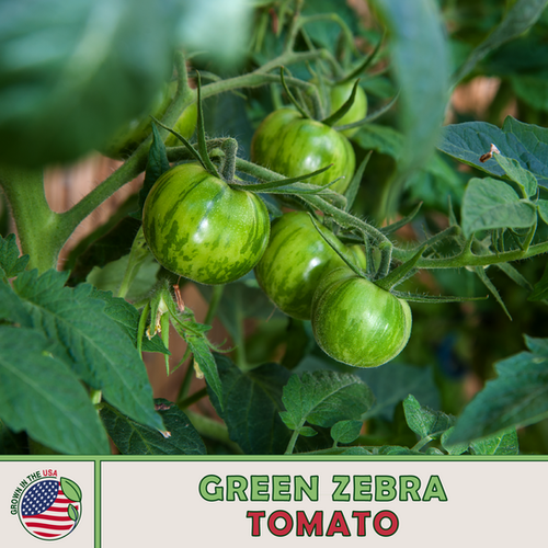 Green Zebra Tomato | Sola Seed Company