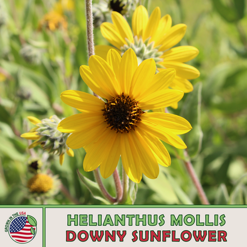 Downy Sunflower | Sola Seed Company