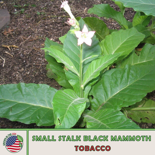 Small Stalk Black Mammoth Tobacco | Sola Seed Company
