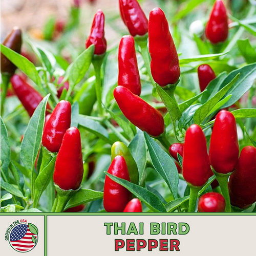 Thai Hot Bird Pepper | Sola Seed Company