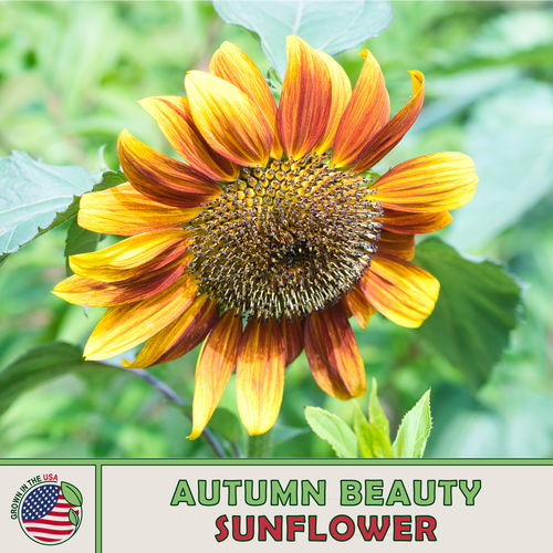 Autumn Beauty Sunflower | Sola Seed Company