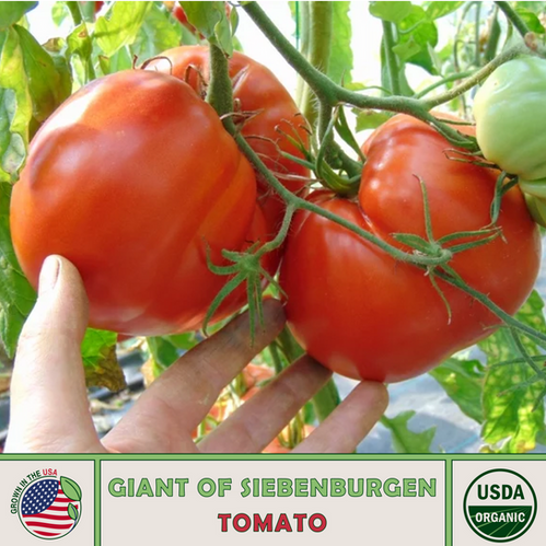 Giant of Siebenburgen Tomato | Sola Seed Company