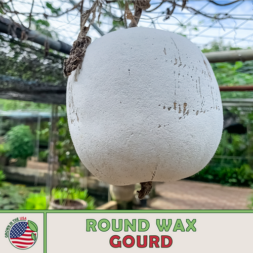 Round Wax Gourd | Sola Seed Company