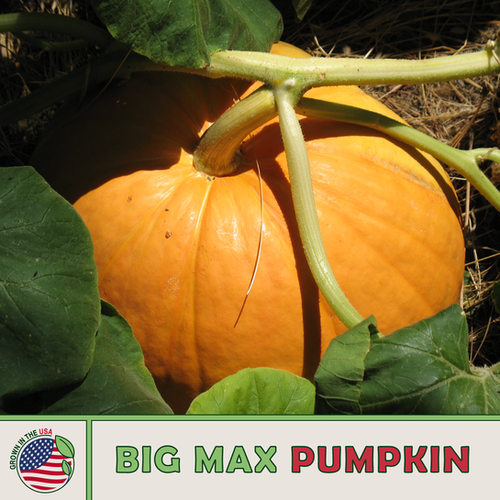 Big Max Pumpkin | Sola Seed Company