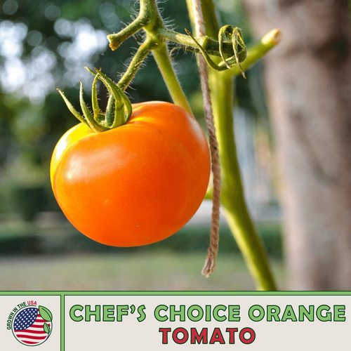 Chef's Choice Orange Tomato | Sola Seed Company