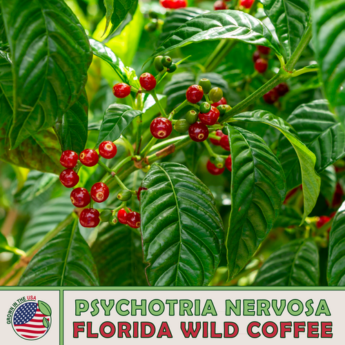 Florida Wild Coffee | Sola Seed Company
