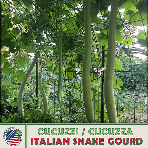 Cucuzzi Italian Snake Gourd | Sola Seed Company