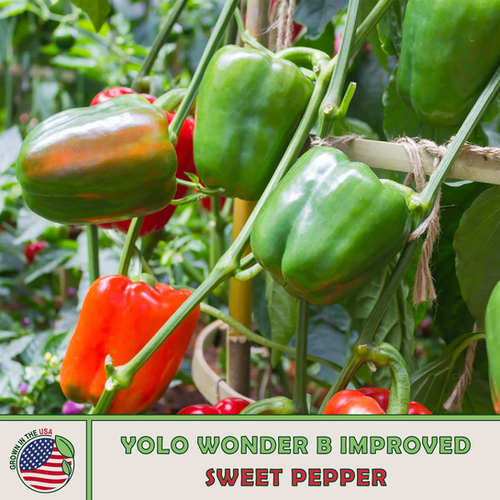 Yolo Wonder B Improved Pepper | Sola Seed Company