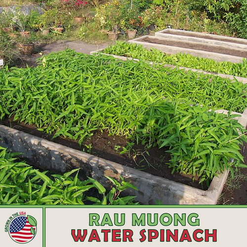 Rau Muong Thai Water Spinach | Sola Seed Company