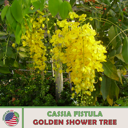 Golden Shower Tree | Sola Seed Company