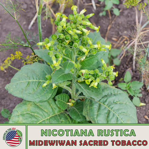 Midewiwan Sacred Tobacco | Sola Seed Company