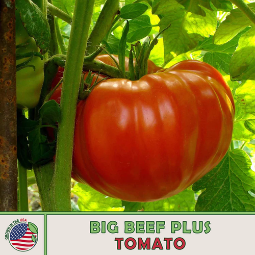 Big Beef PLUS Tomato | Sola Seed Company