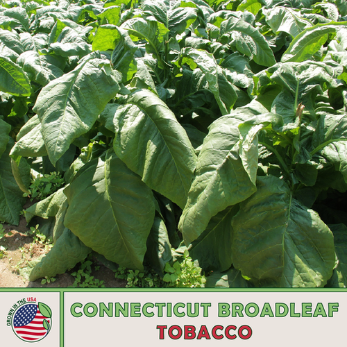 Connecticut Broadleaf Tobacco | Sola Seed Company