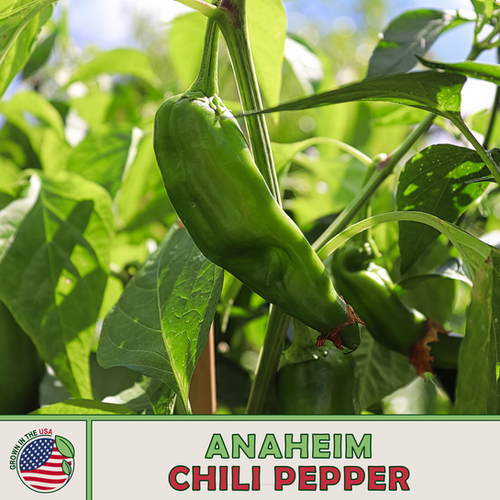 Anaheim Chili Pepper | Sola Seed Company