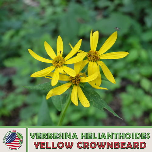Yellow Crownbeard | Sola Seed Company