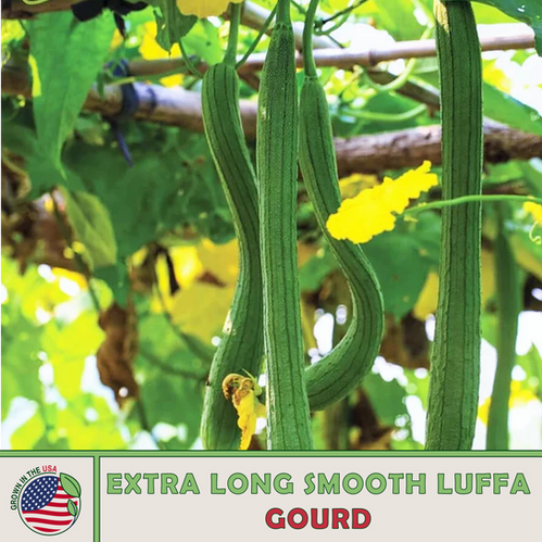 Extra Long Smooth Luffa Gourd | Sola Seed Company