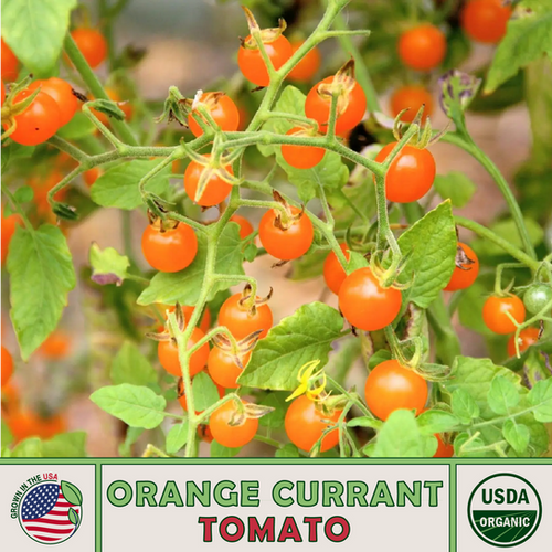 Orange Currant Tomato | Sola Seed Company