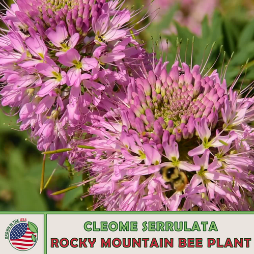Rocky Mountain Bee Plant | Sola Seed Company