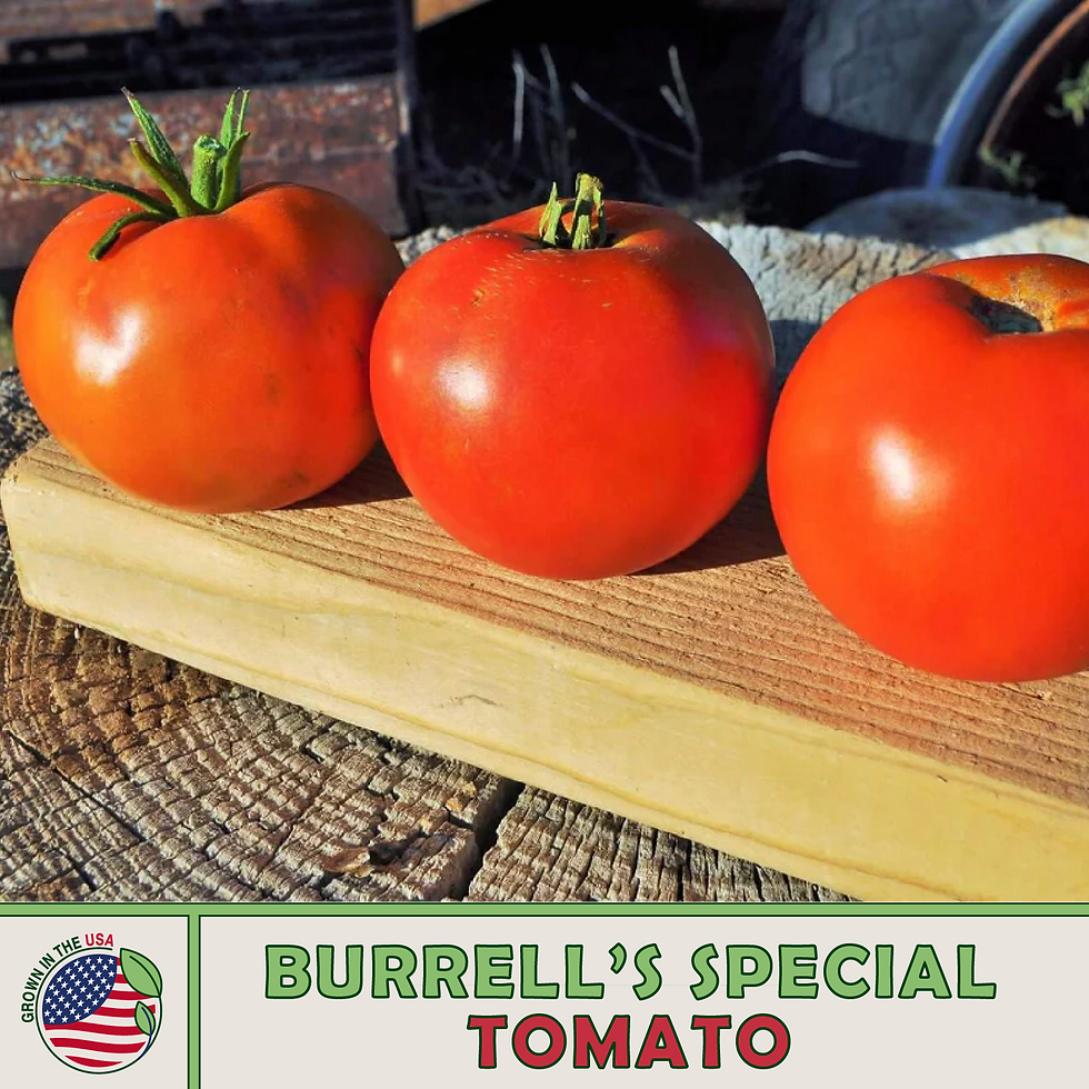 Burrel's Special Tomato | Sola Seed Company