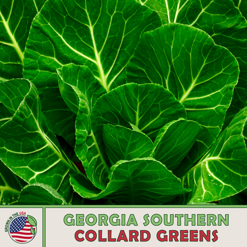 Georgia Southern Collard | Sola Seed Company