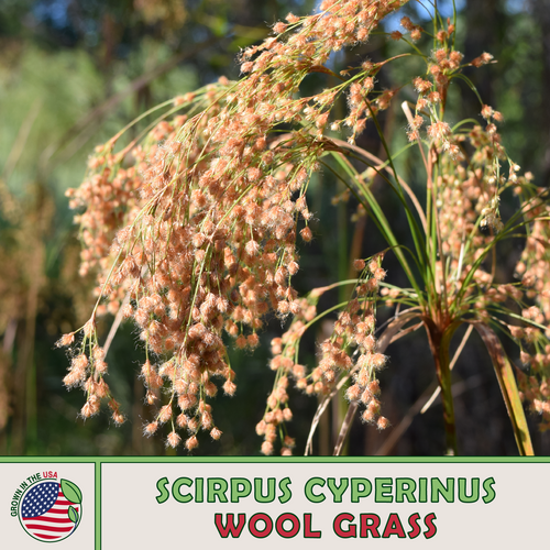 Wool Grass | Sola Seed Company