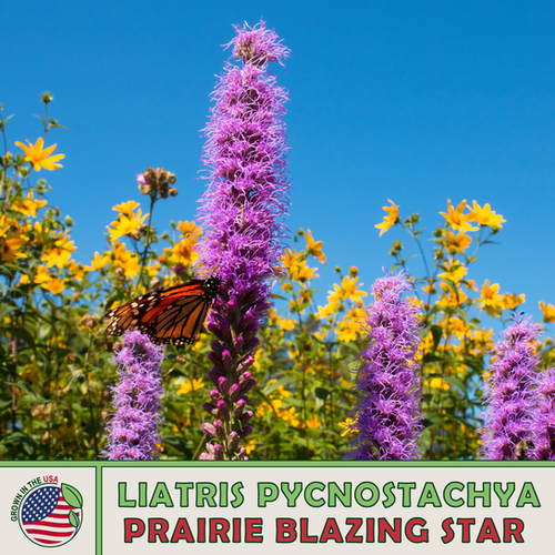 Prairie Blazing Star | Sola Seed Company