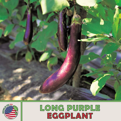 Poamoho Dark Long Eggplant | Sola Seed Company