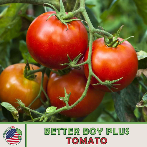 Better Boy PLUS Tomato | Sola Seed Company