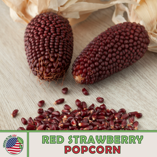 Red Strawberry Popcorn | Sola Seed Company