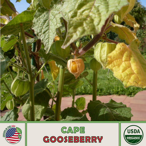 Cape Gooseberry | Sola Seed Company