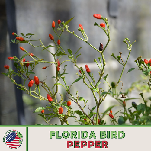 Florida Bird Pepper | Sola Seed Company