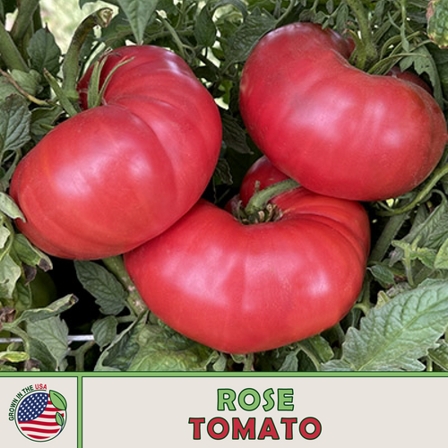 Rose Tomato | Sola Seed Company