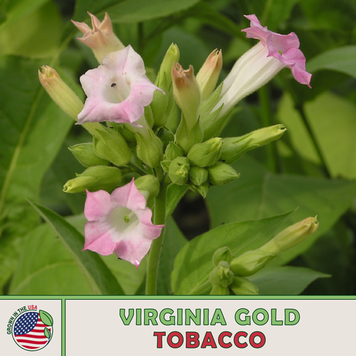 Virginia Gold Tobacco | Sola Seed Company
