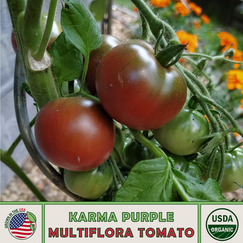 Karma Purple Multiflora Tomato | Sola Seed Company