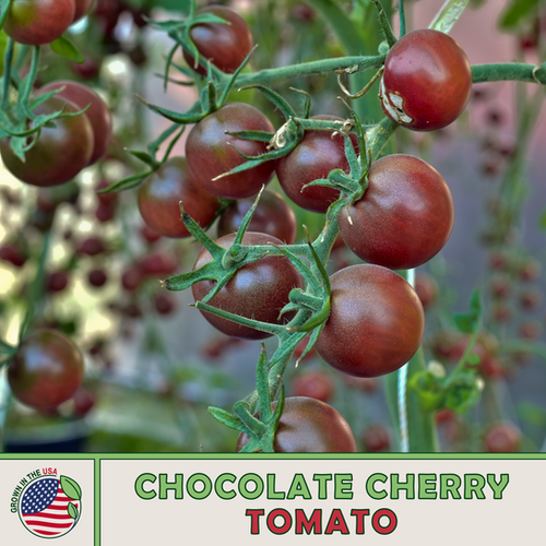 Chocolate Cherry Tomato | Sola Seed Company