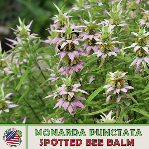Spotted Bee Balm | Sola Seed Company