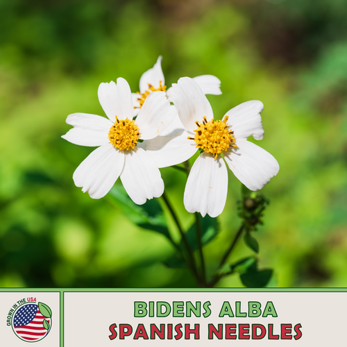 Spanish Needles | Sola Seed Company