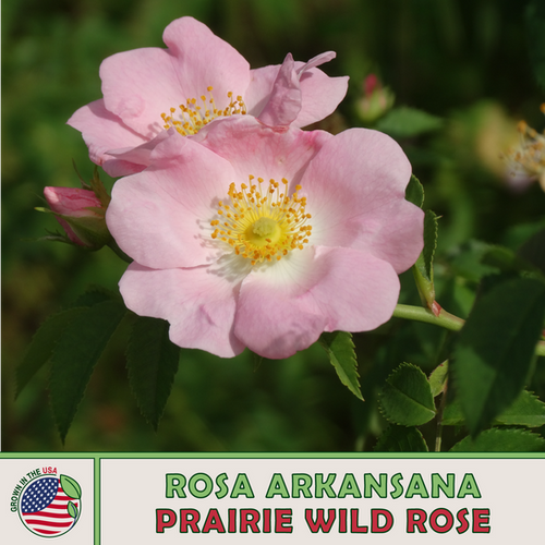 Prairie Wild Rose | Sola Seed Company