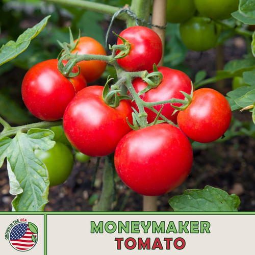 Moneymaker Tomato | Sola Seed Company