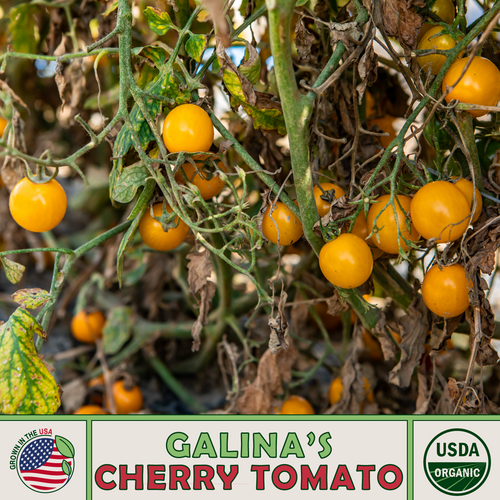 Galina's Cherry Tomato | Sola Seed Company