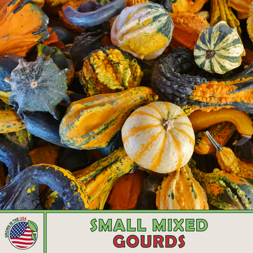 Small Mixed Gourds | Sola Seed Company