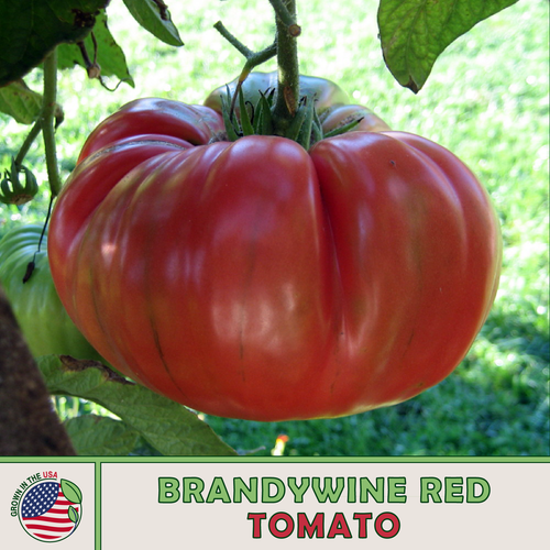 Brandywine Red Tomato | Sola Seed Company