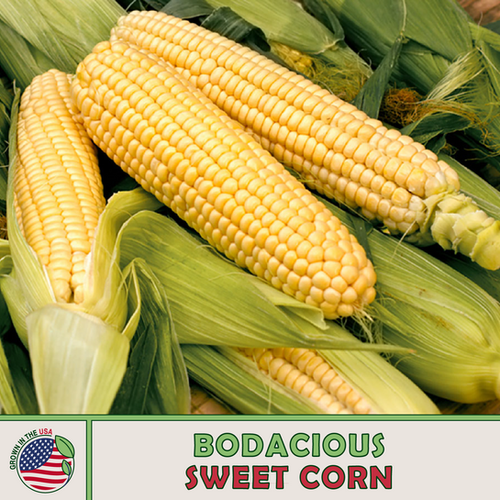 Bodacious Corn | Sola Seed Company