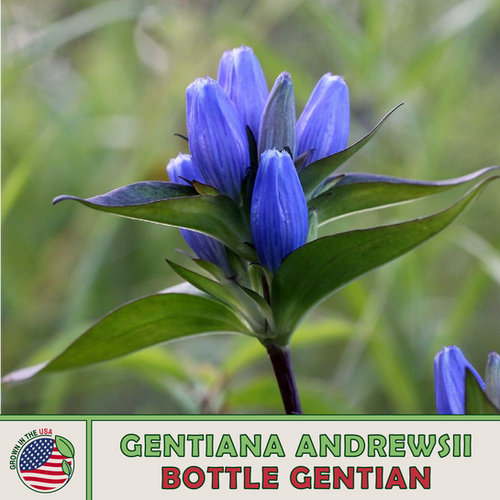 Bottle Gentian | Sola Seed Company