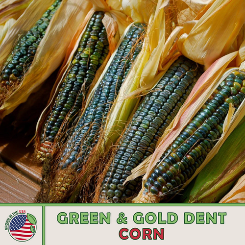 Green & Gold Dent Corn | Sola Seed Company