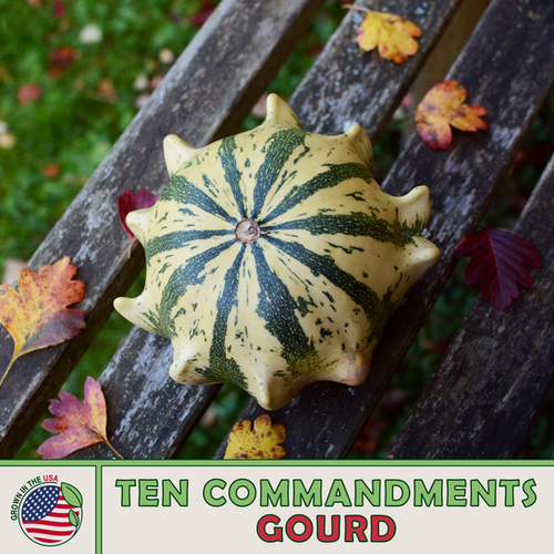 Ten Commandments / Crown of Thorns Gourd | Sola Seed Company