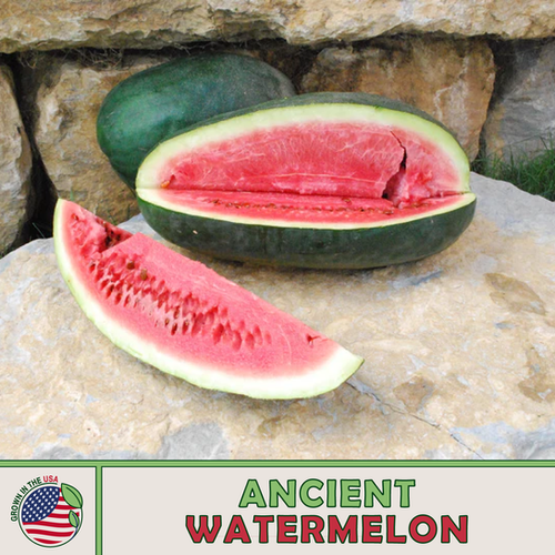 Ancient Watermelon | Sola Seed Company
