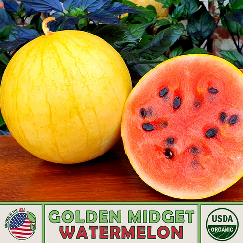 Golden Midget Watermelon | Sola Seed Company
