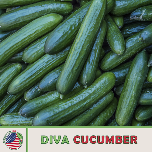 Diva Cucumber | Sola Seed Company